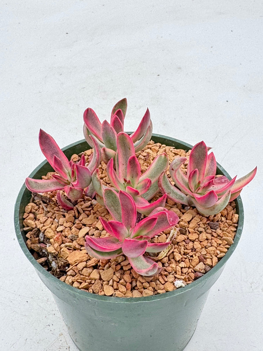 Crassula ‘Candy Cane’ – Radiant Cactus