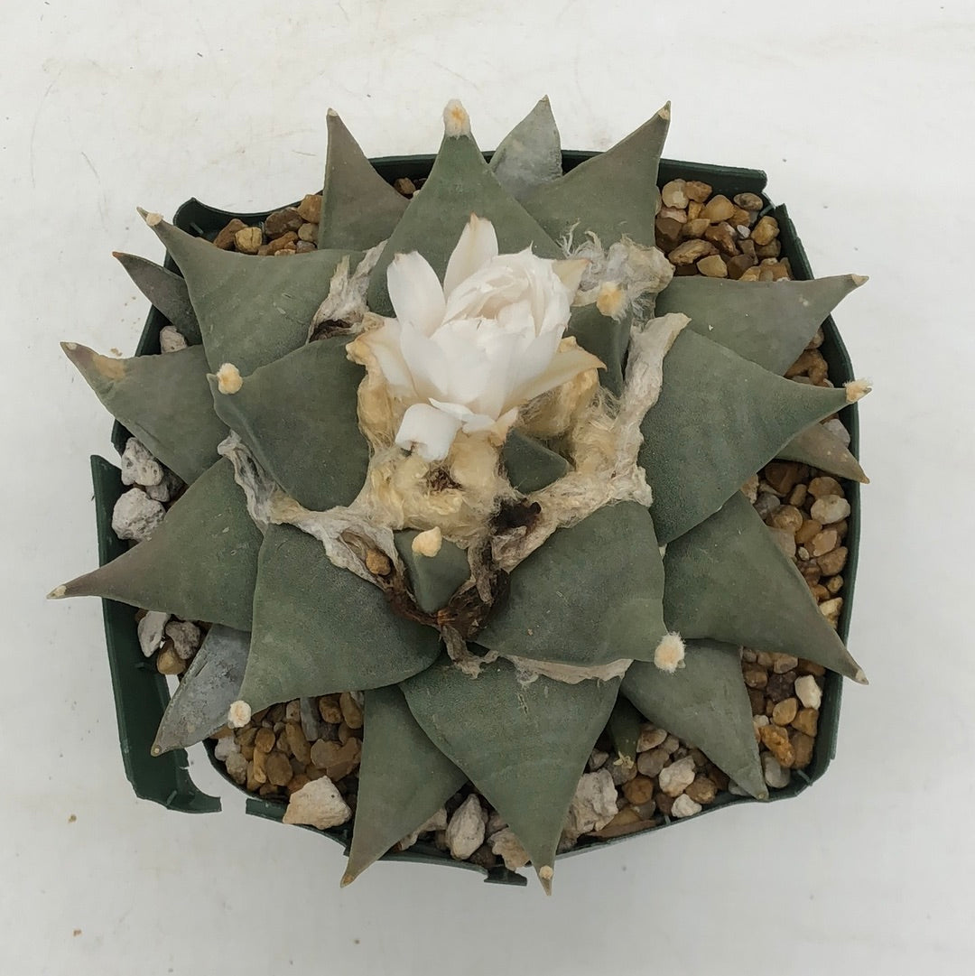 Ariocarpus kotschoubeyanus – Radiant Cactus