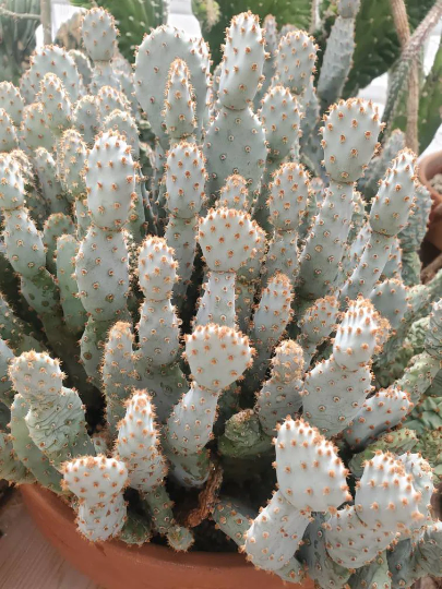 Opuntia Basilaris v. Brachyclada beaver tail cactus cutting – Radiant ...